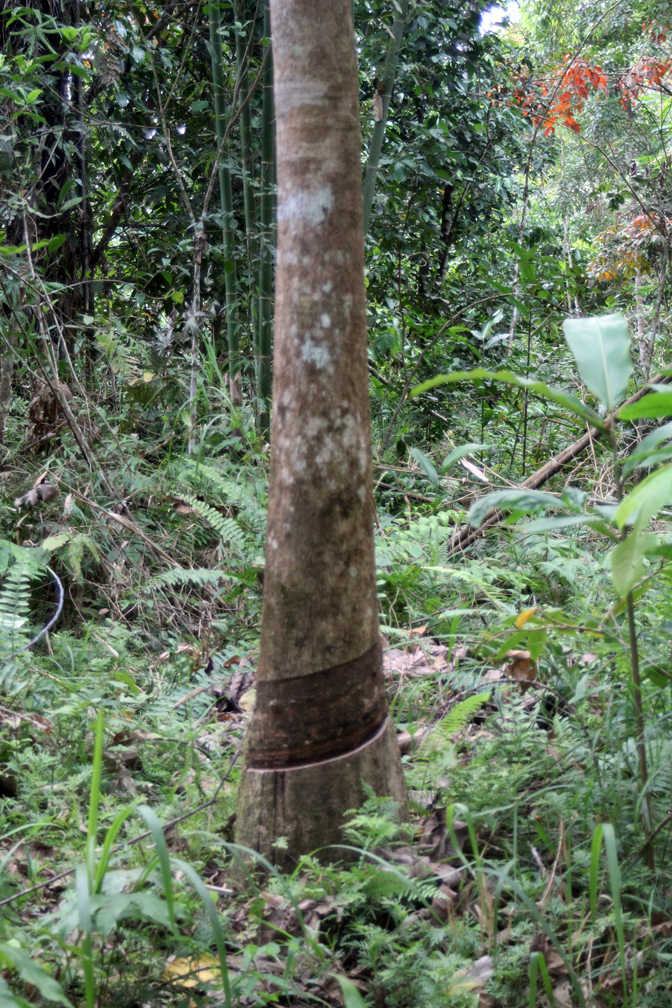 The Dayak Tribes | The Elements Unearthed