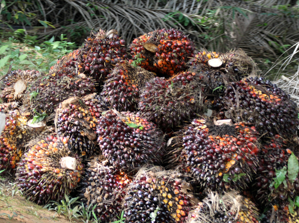 The Dayak Tribes | The Elements Unearthed