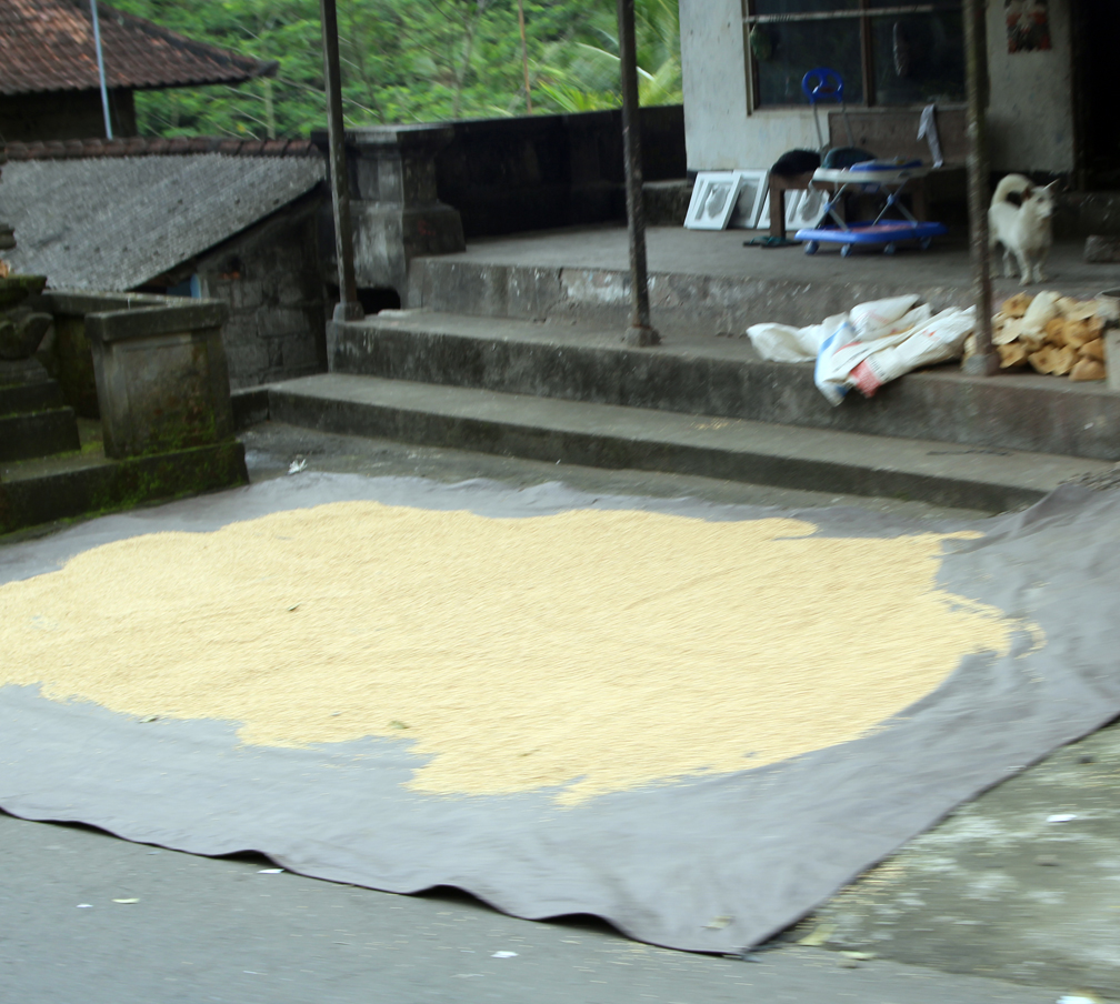 Planting Rice | The Elements Unearthed