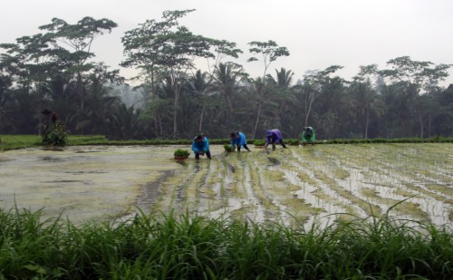 Planting Rice | The Elements Unearthed
