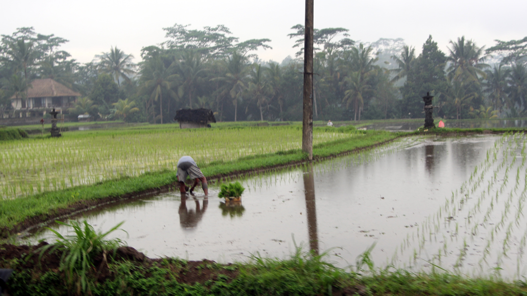 transplanting rice | The Elements Unearthed